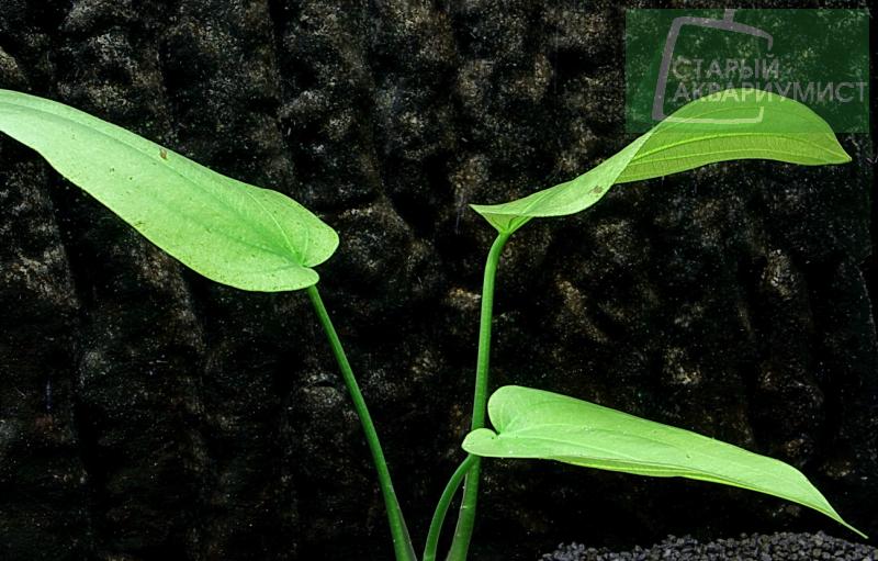 Echinodorus horizontalis | Московские Аквариумные Растения