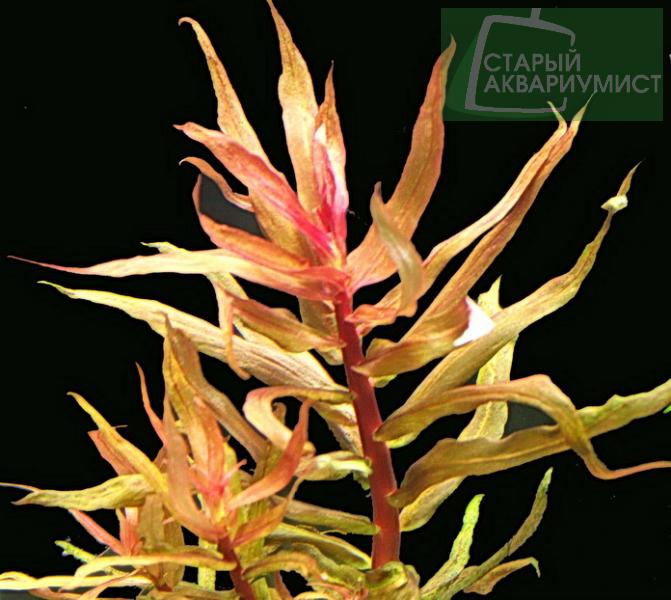 Ammannia gracilis