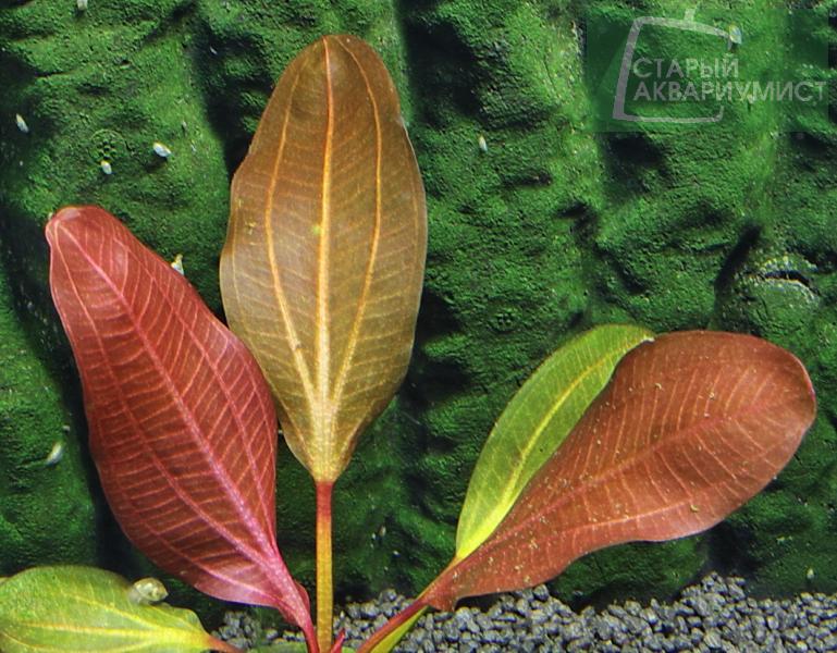 Echinodorus Red Spider- Эхинодорус Красный паук | Московские ...