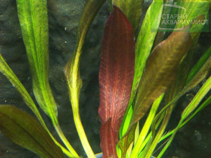 Echinodorus Red Devil- Эхинодорус Красный дьявол | Московские ...