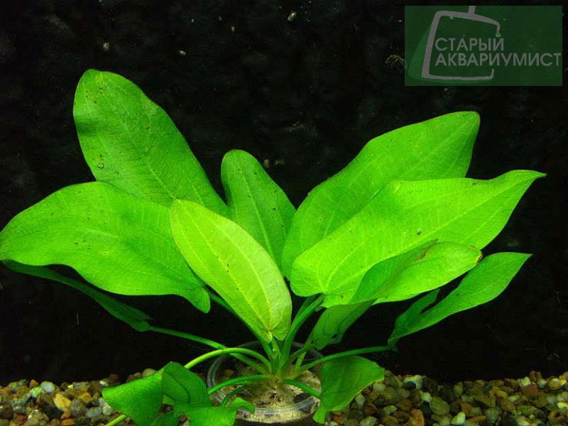 Echinodorus Schlueteri- Эхинодорус Шлюйтери | Московские Аквариумные ...