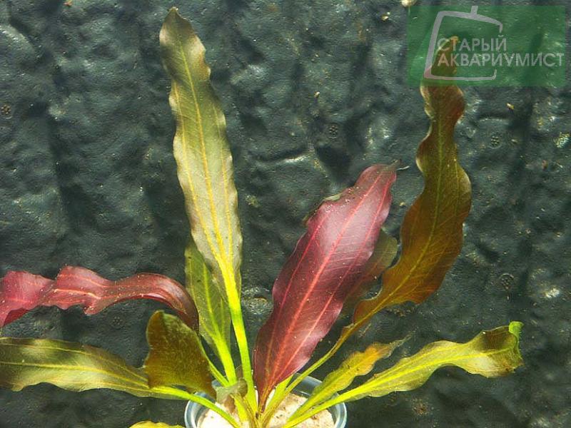 Echinodorus Синусоид | Московские Аквариумные Растения