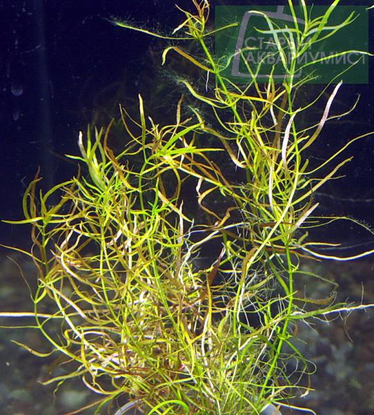Ludwigia arcuata