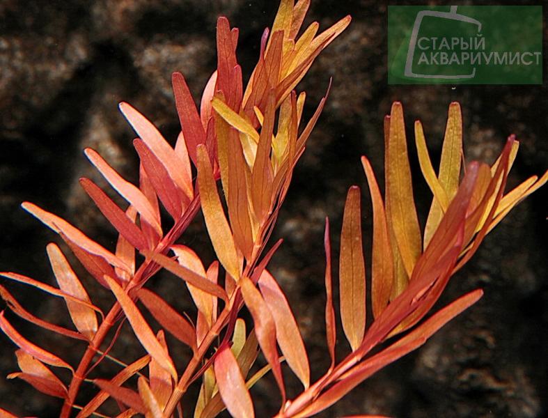 Rotala sp. Myanmar