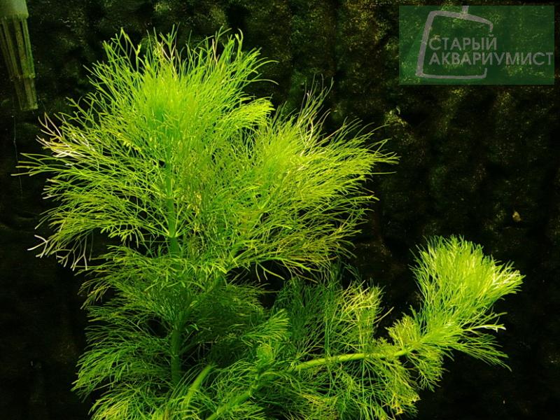 Limnophila aquatica