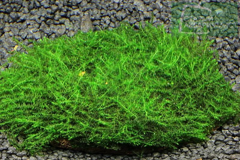 Moss sp. Bubble- Мох Бабл | Московские Аквариумные Растения
