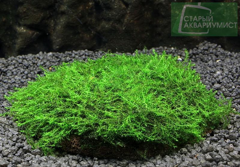 Moss sp. Bubble- Мох Бабл | Московские Аквариумные Растения