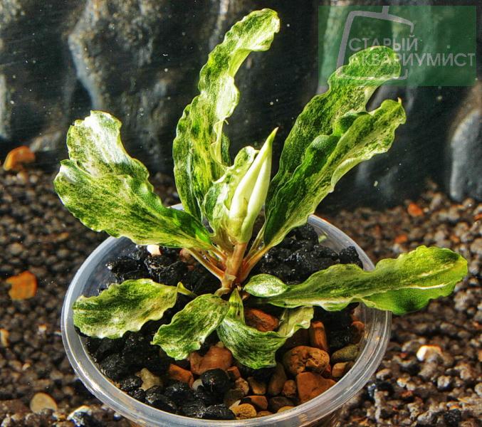 Bucephalandra Green Wavy Marbled | Московские Аквариумные Растения