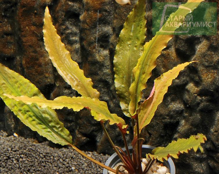 Cryptocoryne walkeri x usterianа | Московские Аквариумные Растения