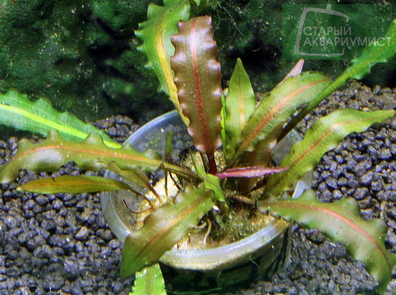 Aponogeton rigidifolius red- Апоногетон ригидифолиус ред (жестколистный ...