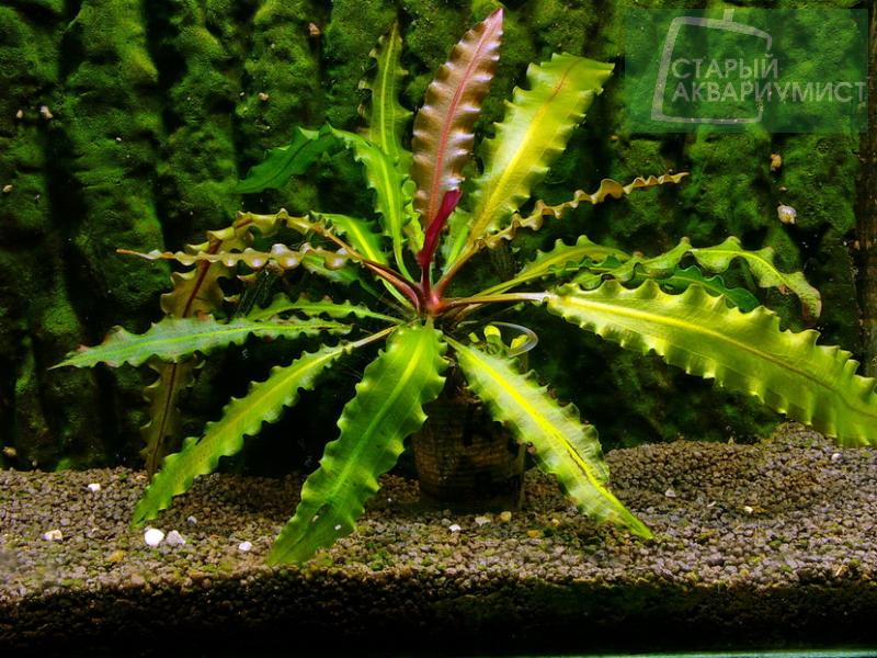 Aponogeton rigidifolius red- Апоногетон ригидифолиус ред (жестколистный ...