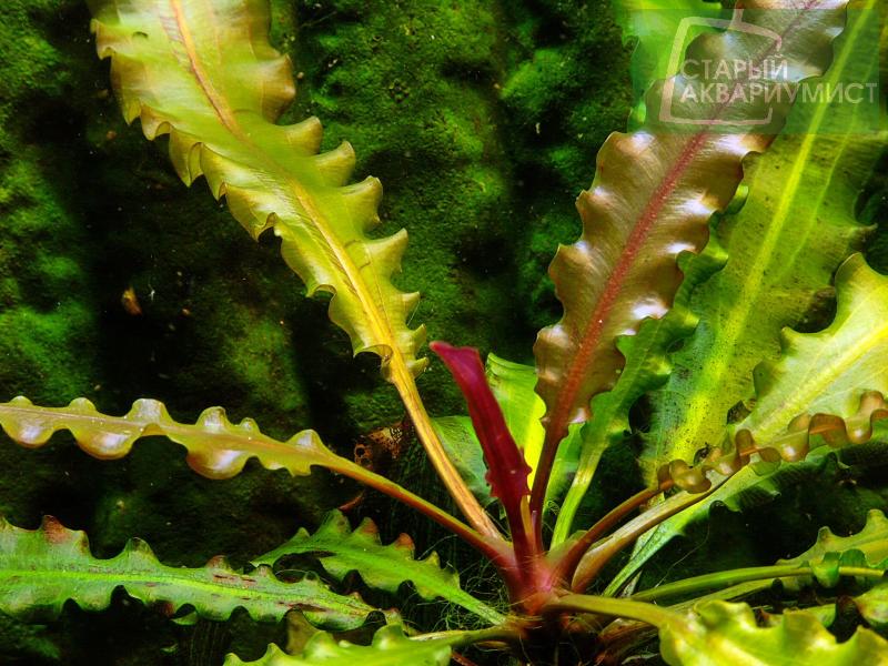 Aponogeton rigidifolius red- Апоногетон ригидифолиус ред (жестколистный ...