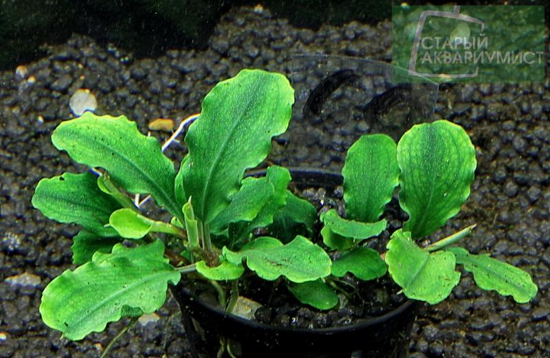 Bucephalandra sp. Sintang form 2 | Московские Аквариумные Растения