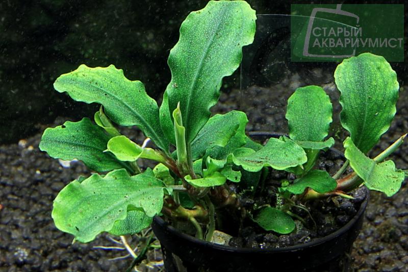 Bucephalandra sp. Sintang form 2 | Московские Аквариумные Растения