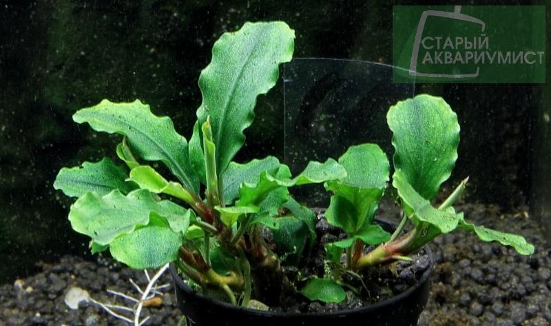 Bucephalandra sp. Sintang form 2 | Московские Аквариумные Растения
