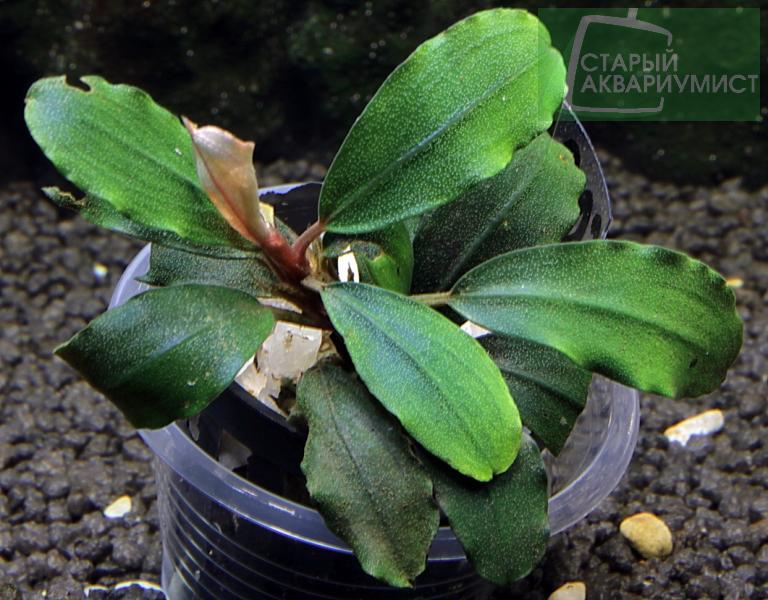 Bucephalandra sp. Emerald Carpet- Буцефаландра Эмералд Карпед ...