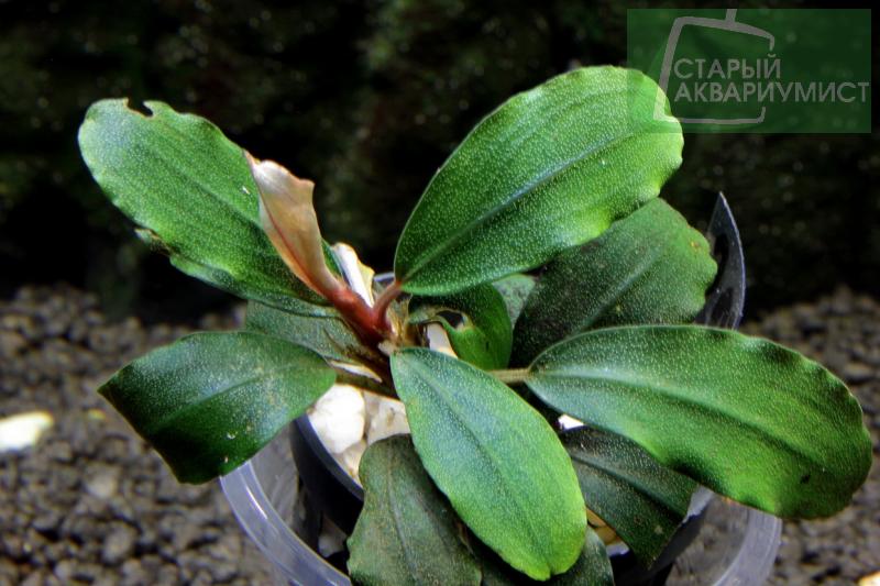 Bucephalandra sp. Emerald Carpet- Буцефаландра Эмералд Карпед ...