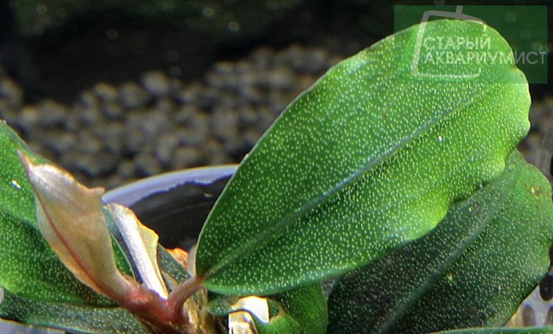 Bucephalandra sp. Emerald Carpet- Буцефаландра Эмералд Карпед ...