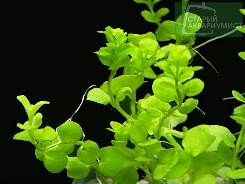 Bacopa australis