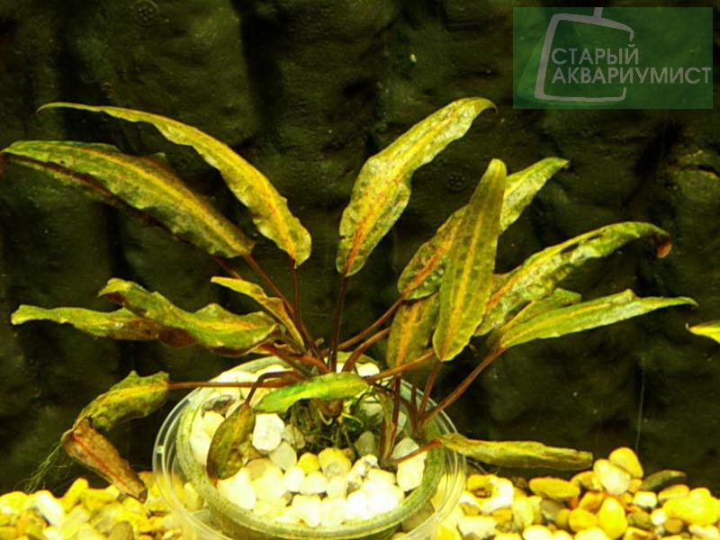 Cryptocoryne affinis sp. bullate- Криптокорина афинис | Московские ...