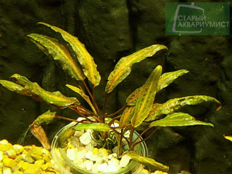 Cryptocoryne affinis sp. bullate- Криптокорина афинис | Московские ...