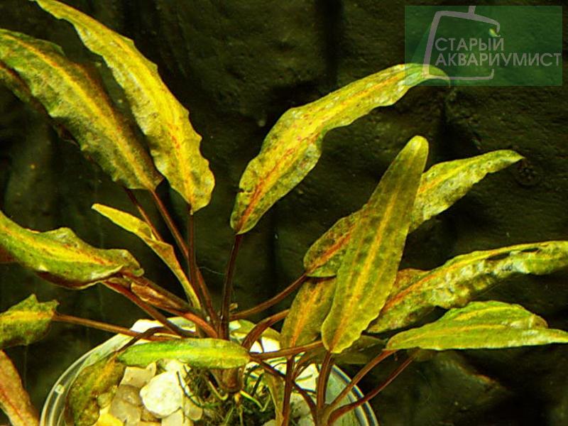 Cryptocoryne affinis sp. bullate- Криптокорина афинис | Московские ...