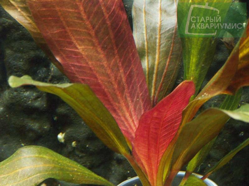 Echinodorus Red Special- Эхинодорус Ред спешиал | Московские ...