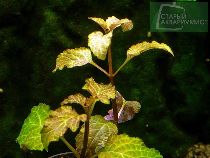 Hyptis sp. lorentziana- Хиптис лоренциана | Московские Аквариумные Растения