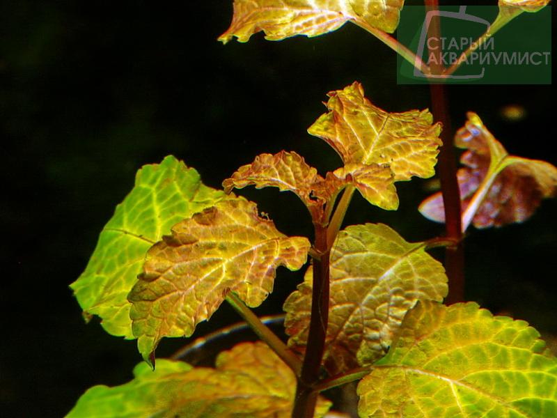 Hyptis sp. lorentziana- Хиптис лоренциана | Московские Аквариумные Растения