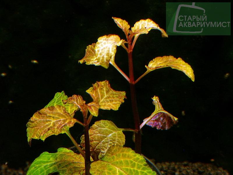 Hyptis sp. lorentziana- Хиптис лоренциана | Московские Аквариумные Растения