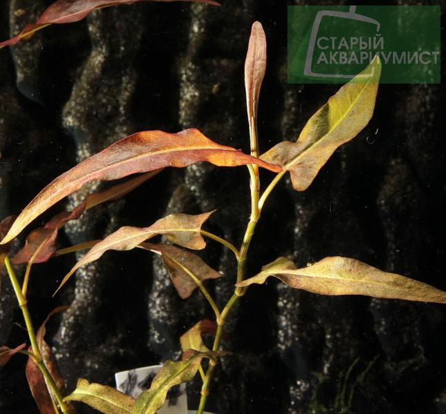 Persicaria sp. Porto Velho- Персикария Порто Вело | Московские ...