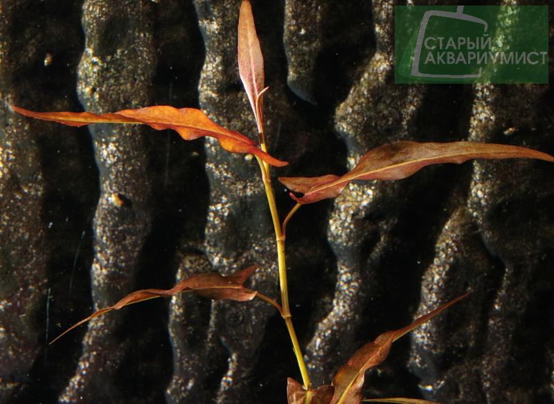 Persicaria sp. Porto Velho- Персикария Порто Вело | Московские ...