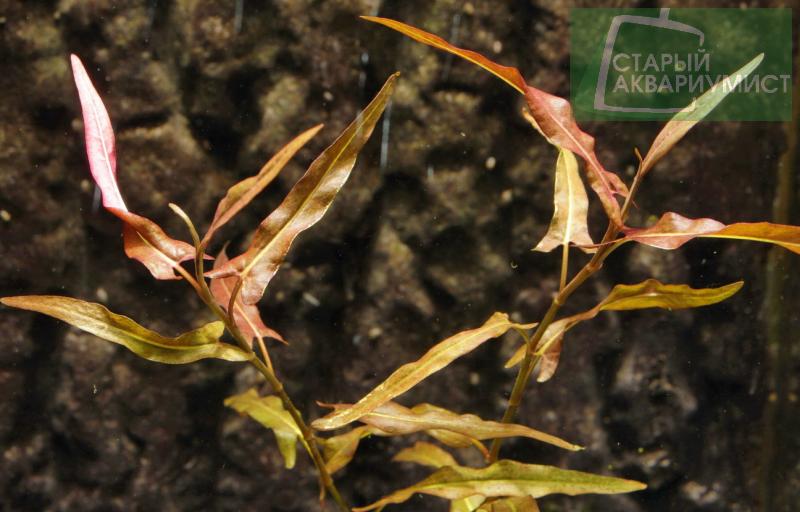 Persicaria sp. Porto Velho- Персикария Порто Вело | Московские ...