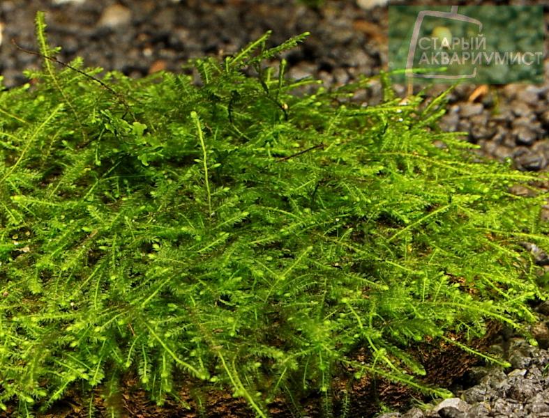 Singapore moss/Vesicularia dubyana- Мох Сингапур | Московские ...