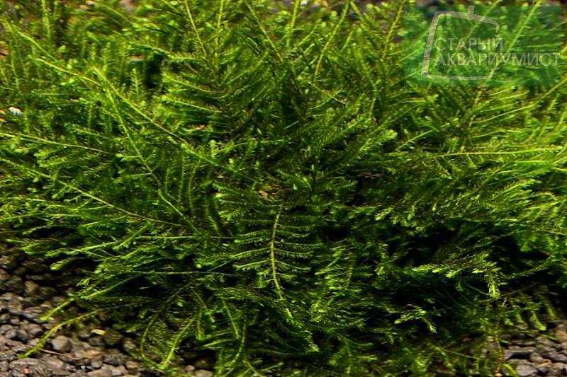 Moss Anchor moss/Taxiphyllum sp.- Анкор мох (Якорный мох) | Московские ...