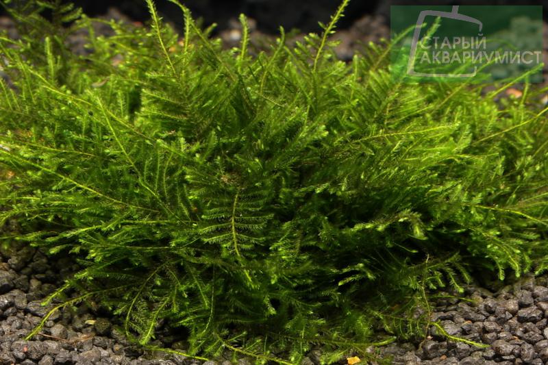 Moss Anchor moss/Taxiphyllum sp.- Анкор мох (Якорный мох) | Московские ...
