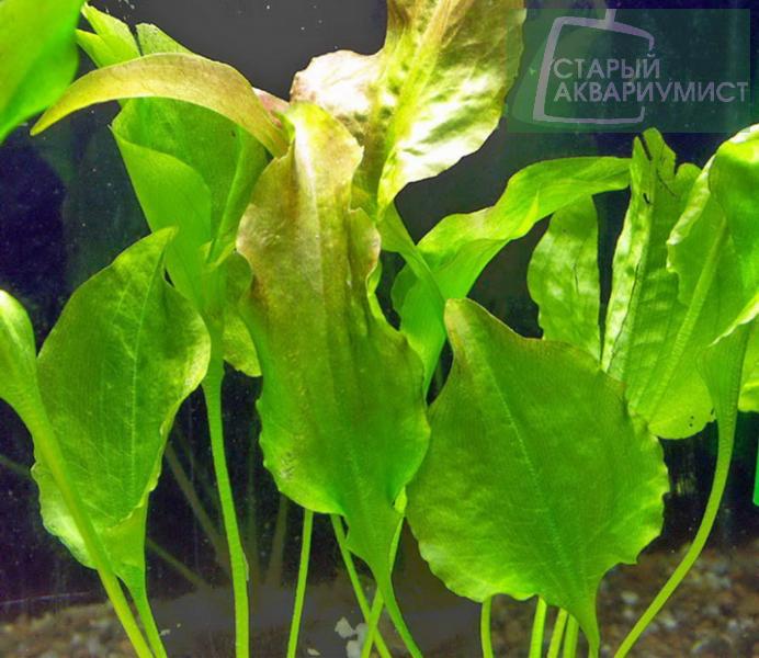 Ottelia alismoides- Оттелия алисмоидес | Московские Аквариумные Растения
