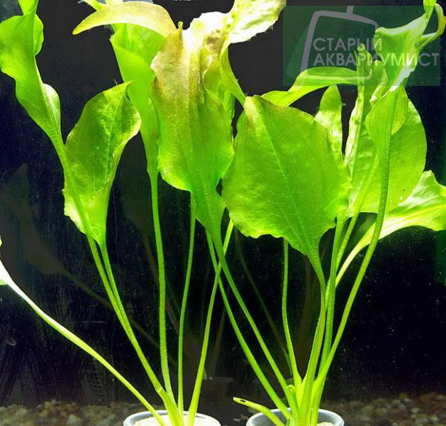 Ottelia alismoides- Оттелия алисмоидес | Московские Аквариумные Растения
