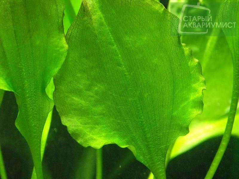 Ottelia alismoides- Оттелия алисмоидес | Московские Аквариумные Растения