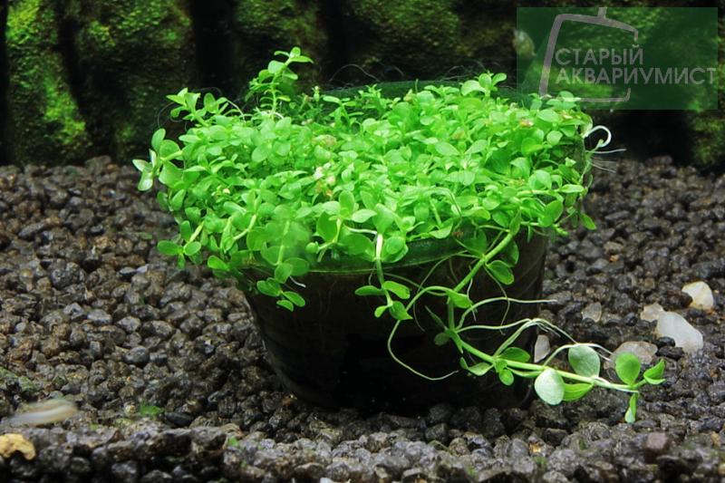 ПРЕДСТАВЛЯЕМ НОВОЕ РАСТЕНИЕ - MICRANTHEMUM SP.MONTE CARLO 3 ...