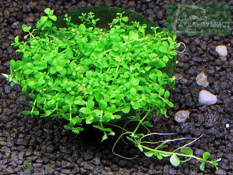 ПРЕДСТАВЛЯЕМ НОВОЕ РАСТЕНИЕ - MICRANTHEMUM SP.MONTE CARLO 3 ...