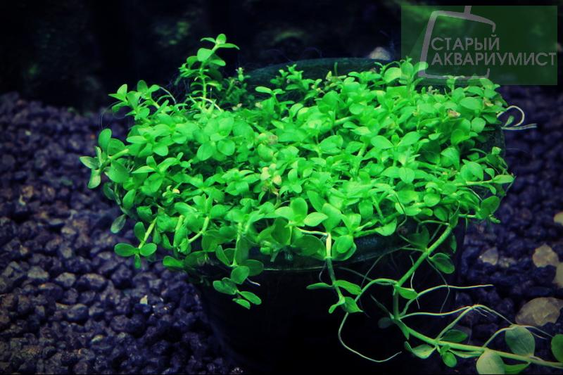 ЕЩЕ РАЗ О MICRANTHEMUM SP.MONTE CARLO 3 | Московские Аквариумные Растения