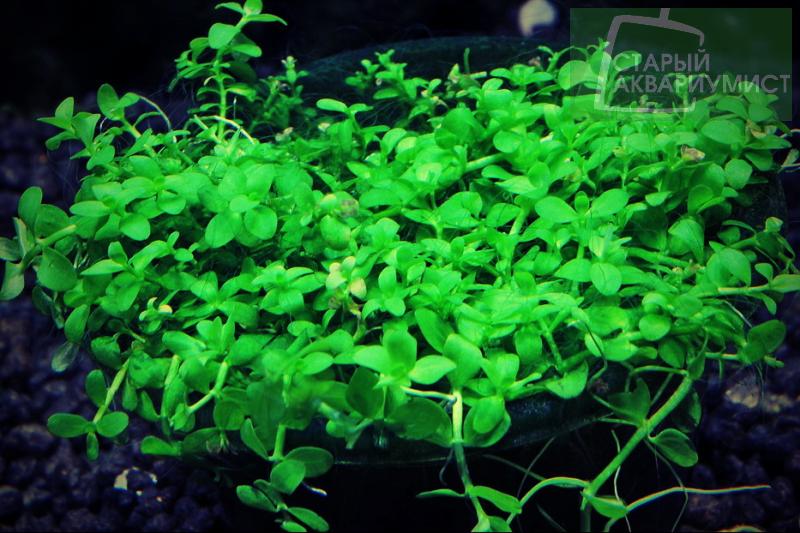 ПРЕДСТАВЛЯЕМ НОВОЕ РАСТЕНИЕ - MICRANTHEMUM SP.MONTE CARLO 3 ...