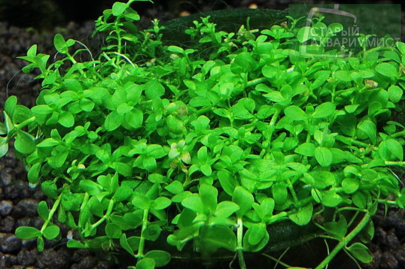 ПРЕДСТАВЛЯЕМ НОВОЕ РАСТЕНИЕ - MICRANTHEMUM SP.MONTE CARLO 3 ...