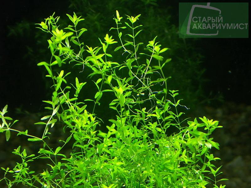 ПРЕДСТАВЛЯЕМ НОВОЕ РАСТЕНИЕ - MICRANTHEMUM SP.MONTE CARLO 3 ...